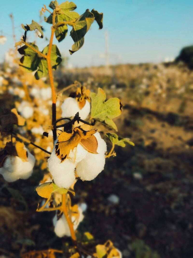 Guia Completo sobre o Cultivo de Algodão: Da Semente à Colheita - Bom ...
