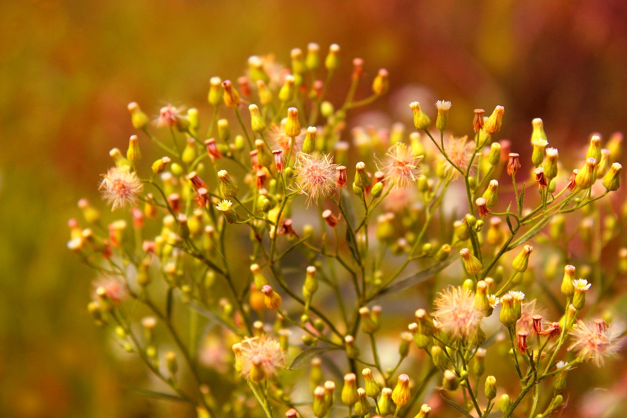 Como lidar com a Buva: guia completo para proteger sua lavoura - Bom ...