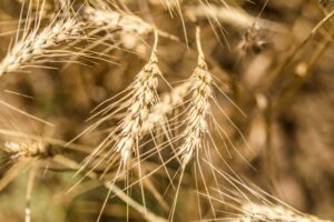 Cevada: Guia Completo de Cultivo, Utilização e Mercado - Bom Plantio